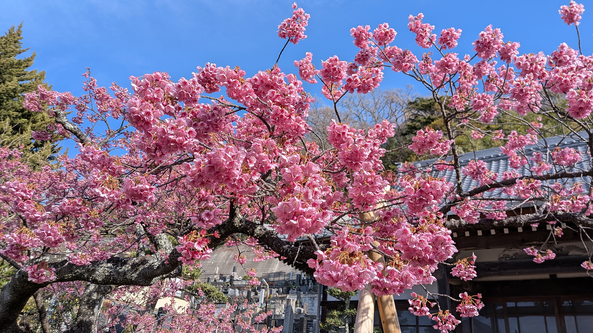 2026土肥桜開花情報1/15 | 【公式】伊豆市観光協会土肥支部